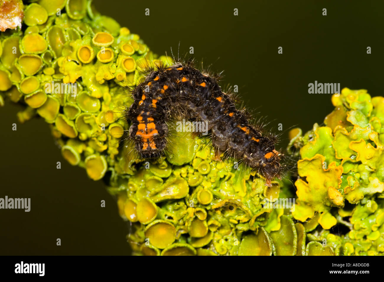 Common Footman Eilema lurideola Larvae feeding on lichen on elder twig ...