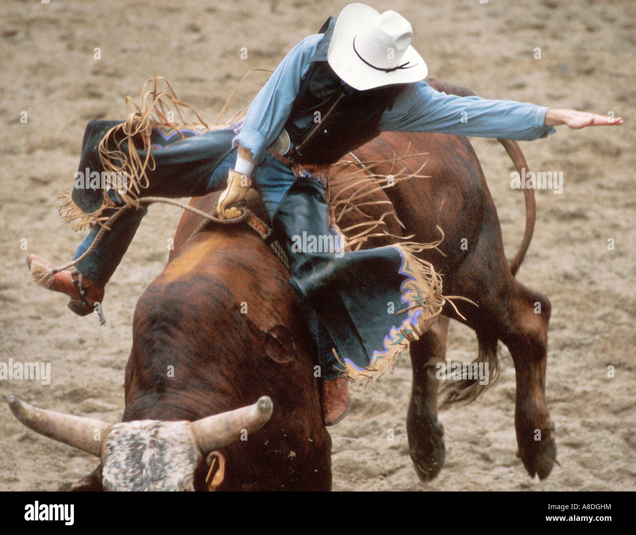 Bull rider at a rodeo Stock Photo - Alamy