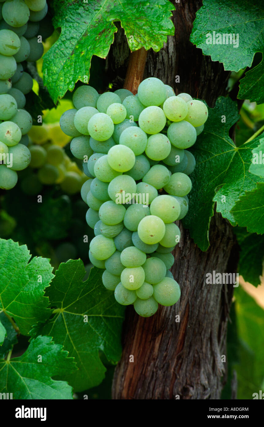 A cluster of SEMILLON WINE GRAPES is ripe and ready for harvest Stock ...