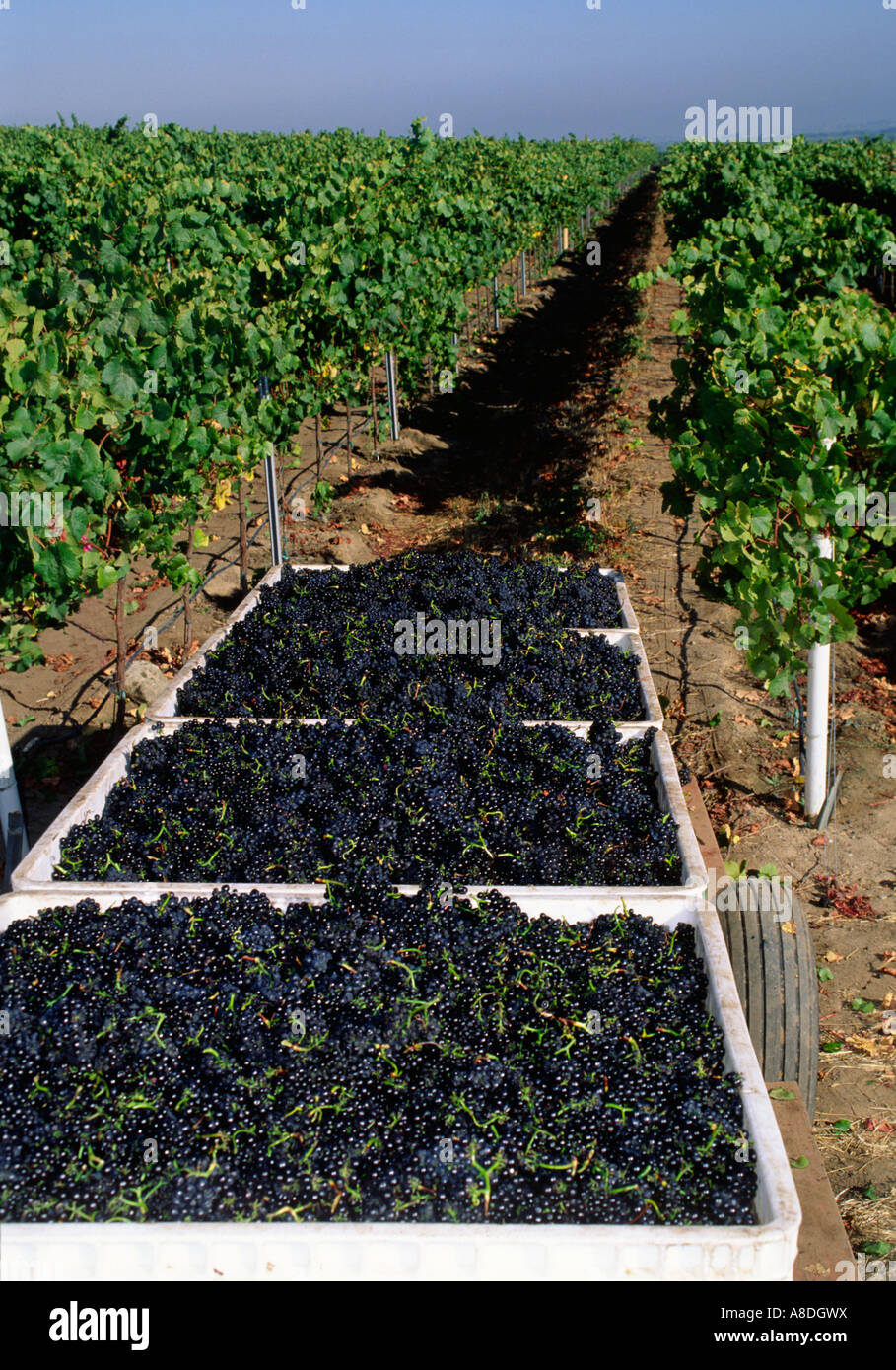 California grape picker hi-res stock photography and images - Alamy