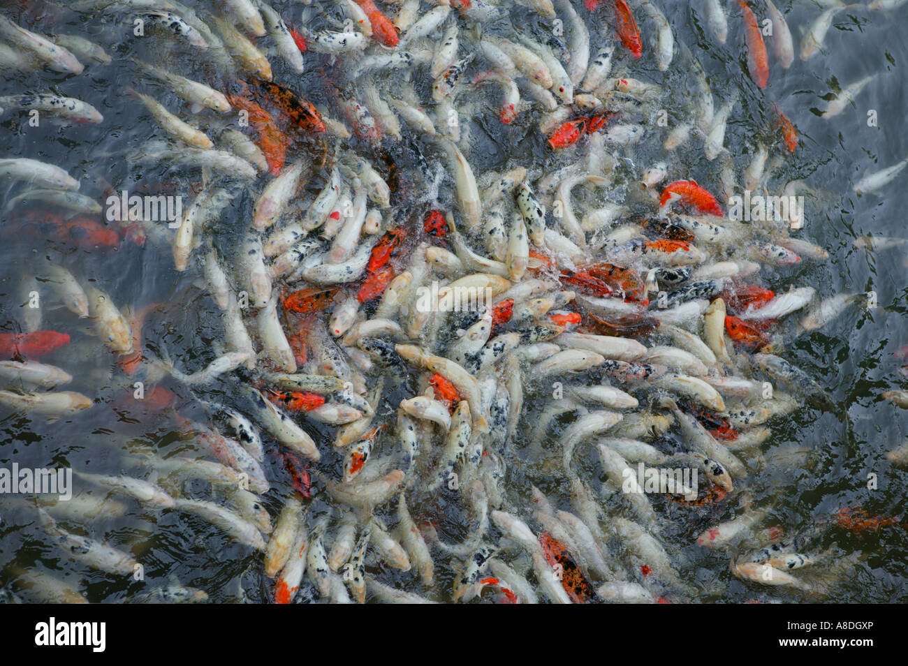 Omaha zoo hi-res stock photography and images - Alamy