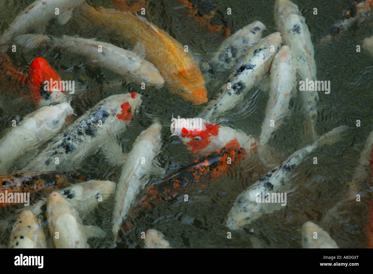 Omaha zoo hi-res stock photography and images - Alamy