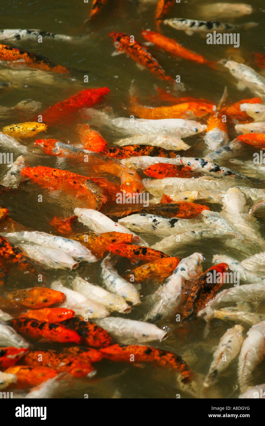 Mass of large goldfish at the Omaha Zoo Stock Photo - Alamy