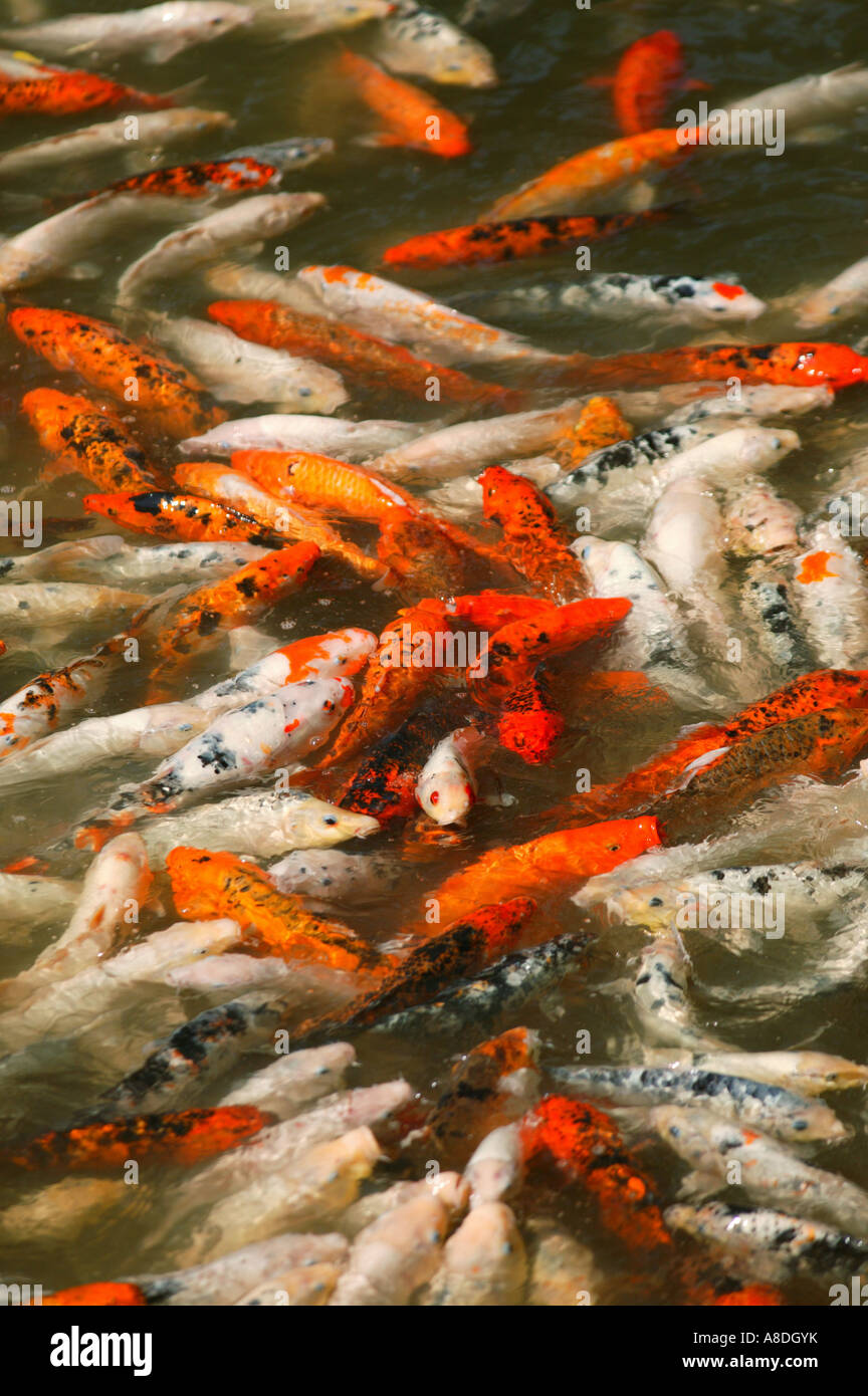 Swarm of carp at the zoo pond Stock Photo - Alamy