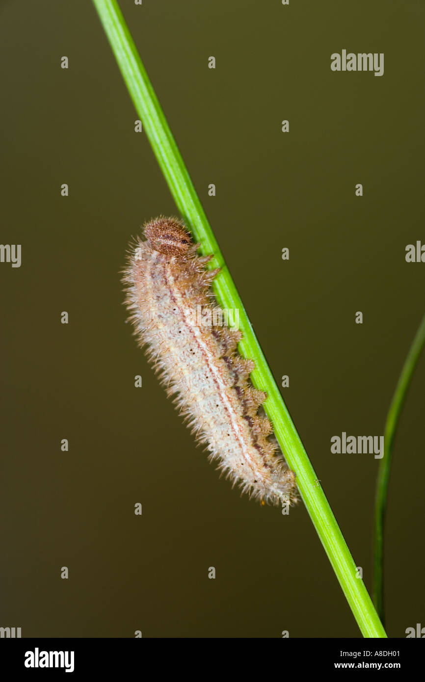 Ringlet Aphantopus hyperantus larvae feeding on grass with out of focus ...