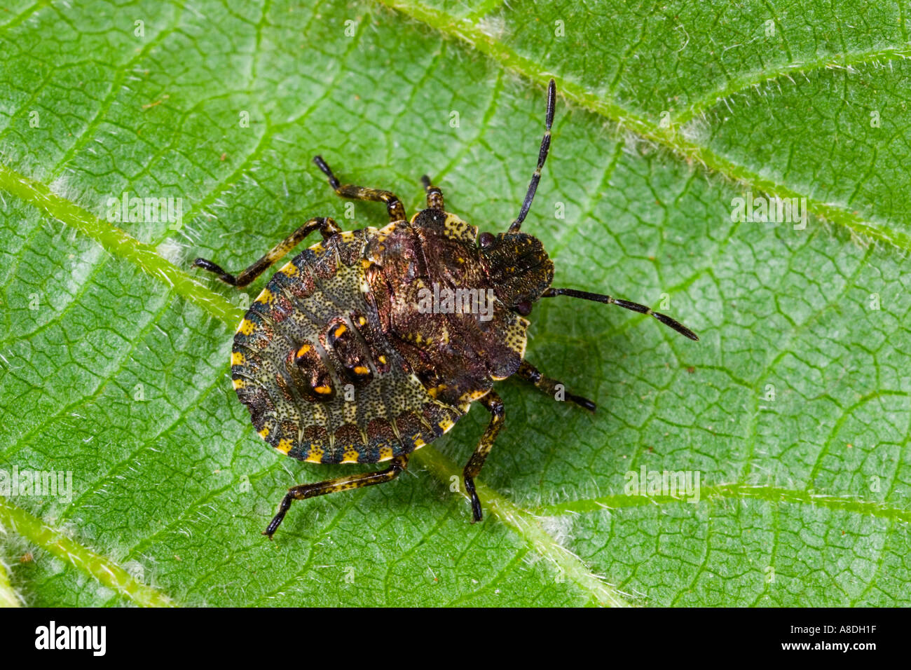 shield bug larva on leaf showing detail od back potton bedfordshire ...