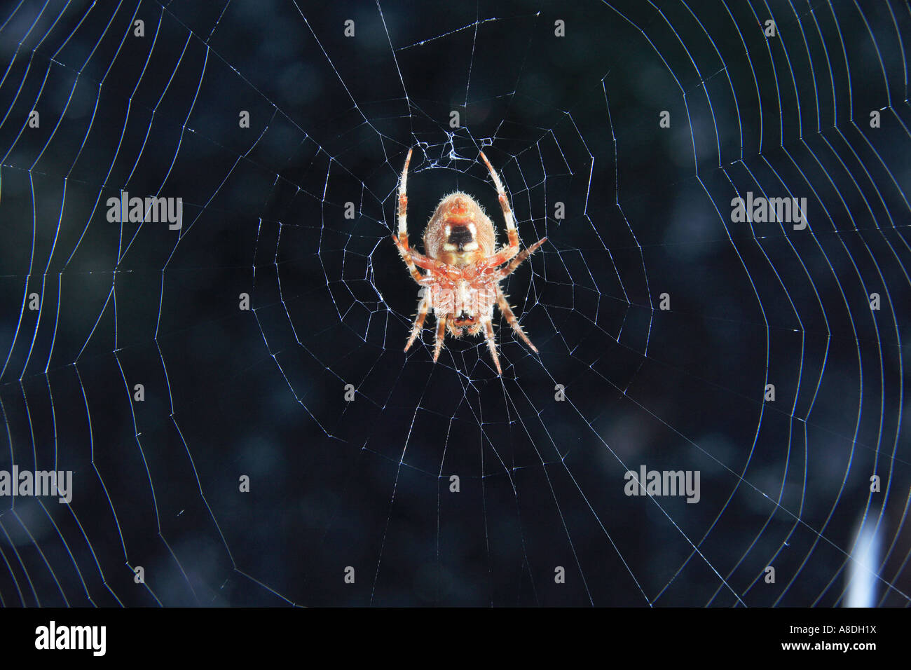 Barn spider hi-res stock photography and images - Alamy