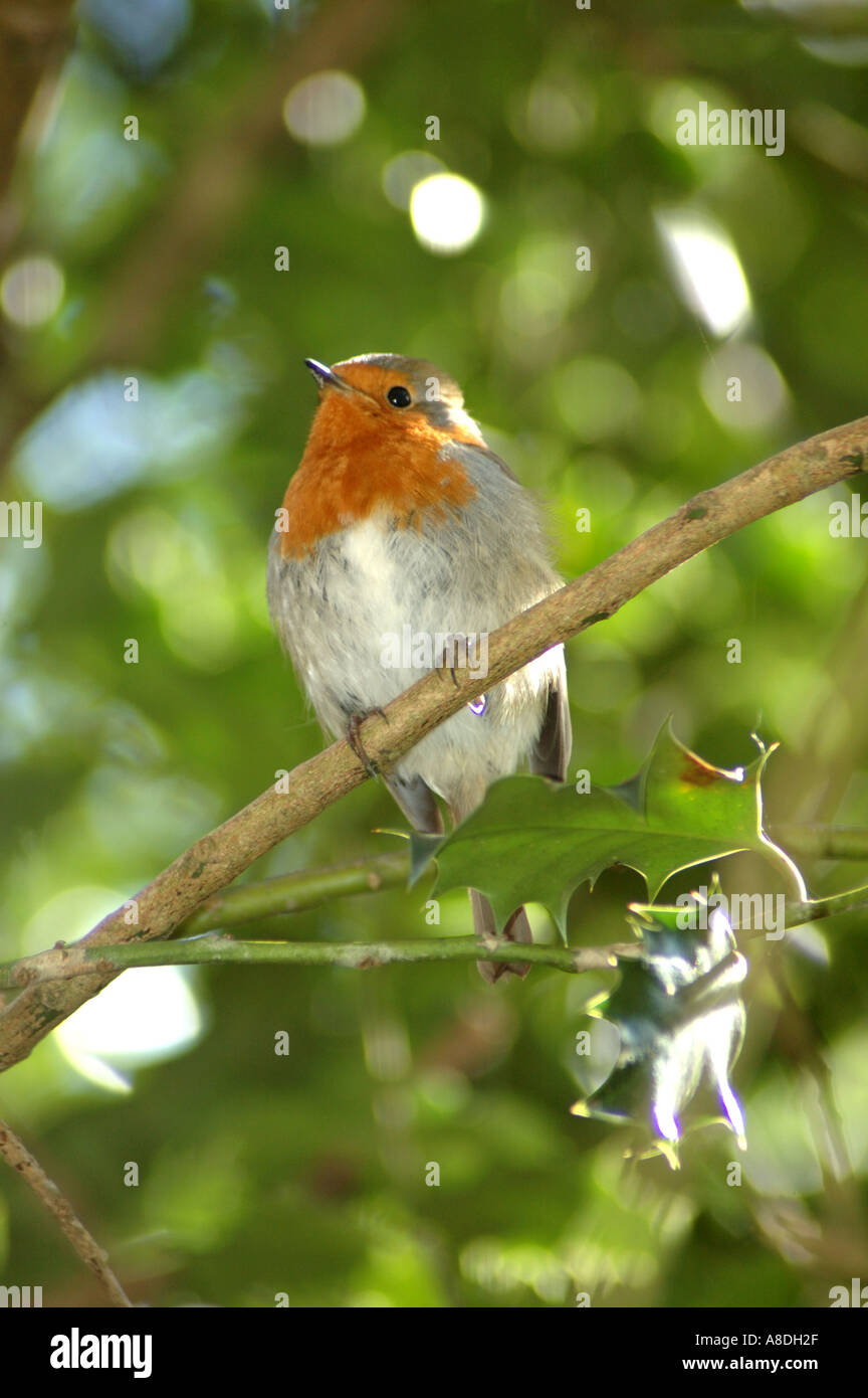 Robin Erithacus rubecula Stock Photo - Alamy