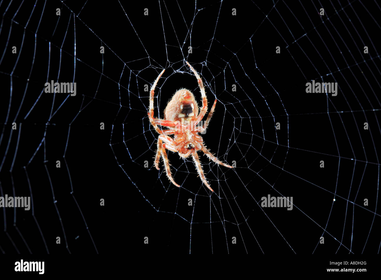 underside of barn spider at night Stock Photo - Alamy