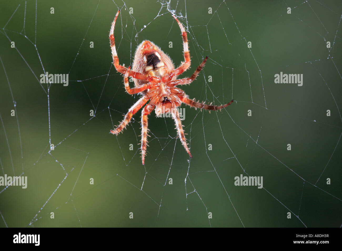 Barn spider araneus cavaticus hi-res stock photography and images - Alamy