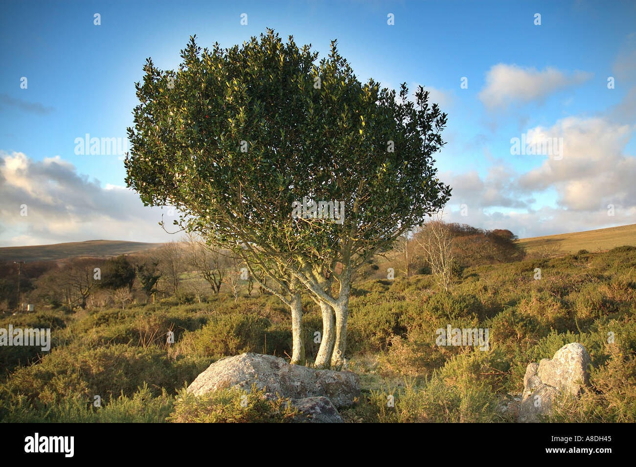 Windswept tree on Dartmoor Stock Photo - Alamy