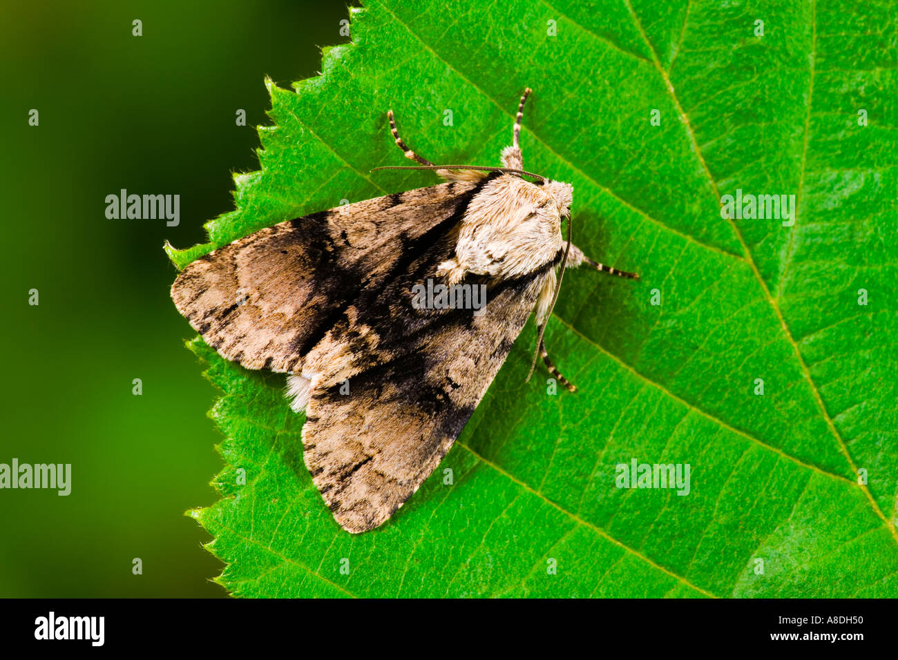 Alder Moth (Acronicta alni) at rest on leaf potton bedfordshire Stock ...