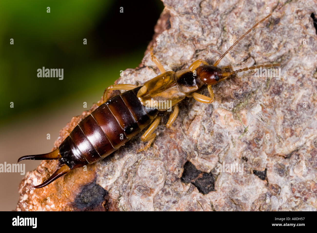 Earwig Forficula auricularia close up detail shot on bark potton ...