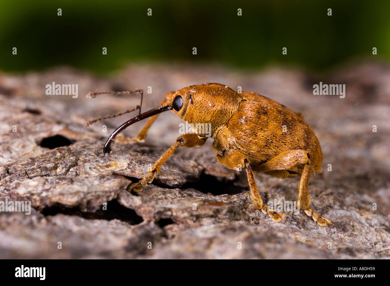 Nut Weevil Curculio nucum close up on oak bark potton bedfordshire ...