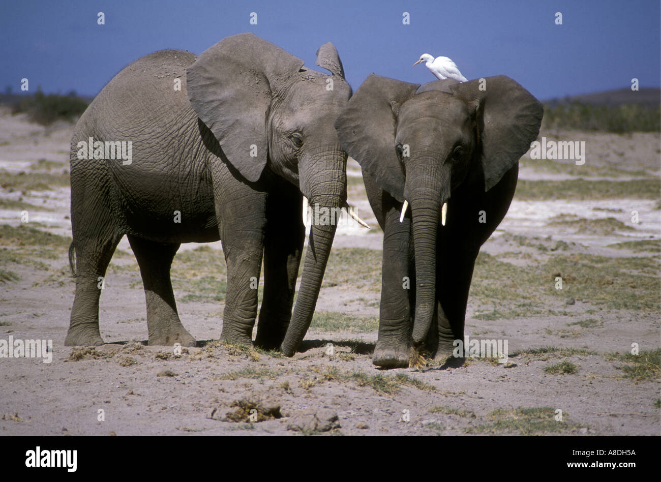 Symbiotic relationship bird cattle hi-res stock photography and images ...