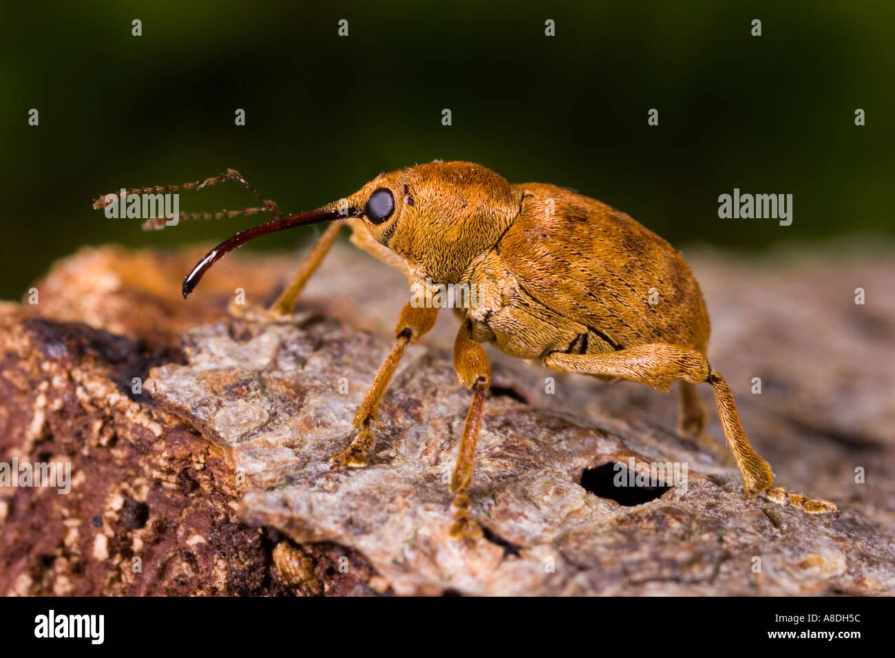 Nut Weevil Curculio nucum close up on oak bark potton bedfordshire ...