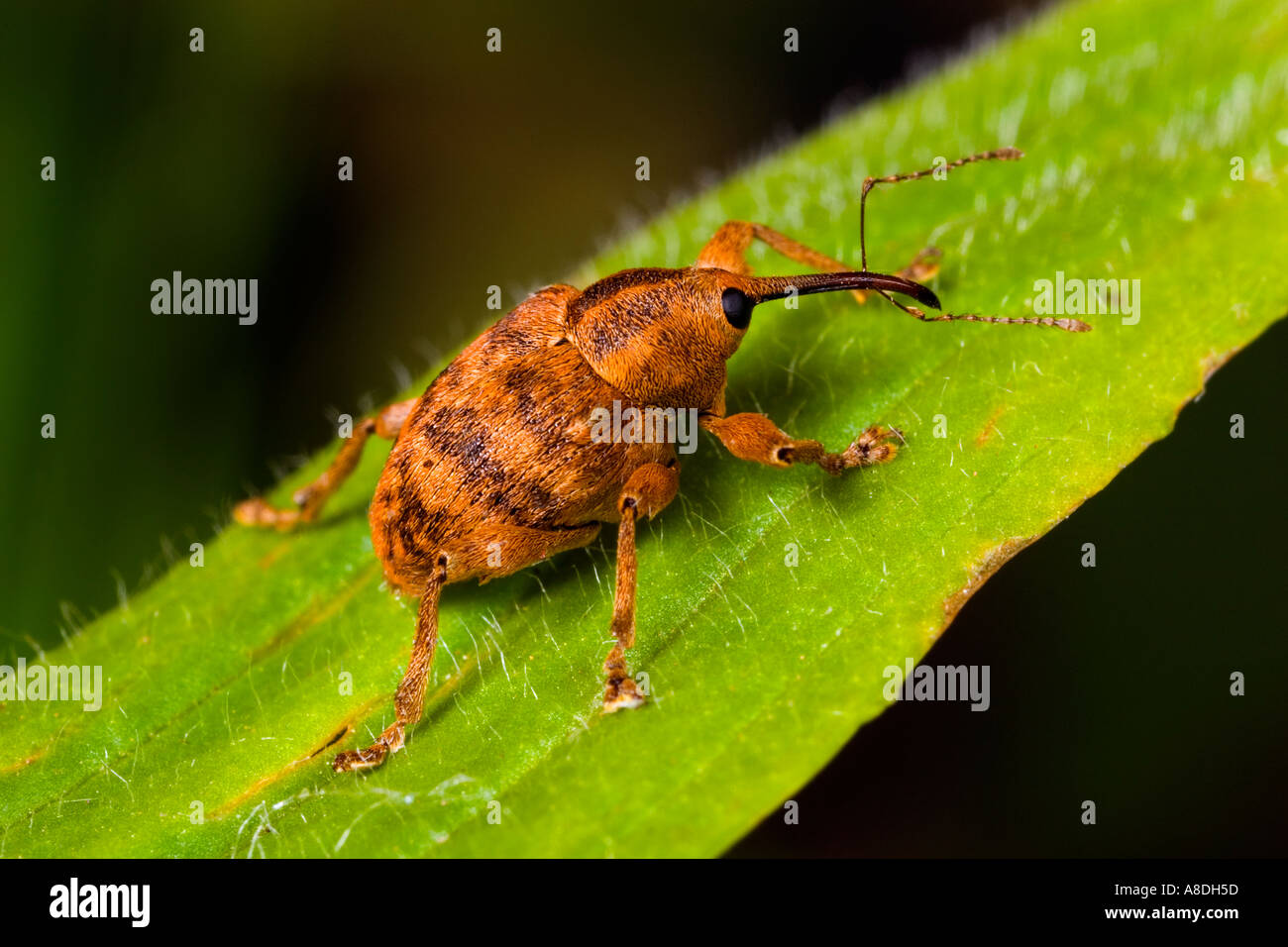 Curculio nucum hi-res stock photography and images - Alamy