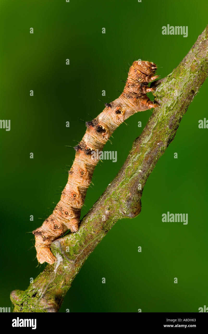 Early Thorn Selenia dentaria Larvae feeding on Oak potton bedfordshire ...