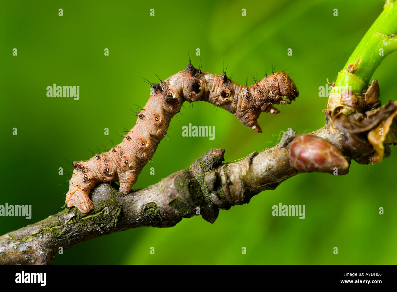 Early Thorn Selenia dentaria Larvae feeding on Oak potton bedfordshire ...