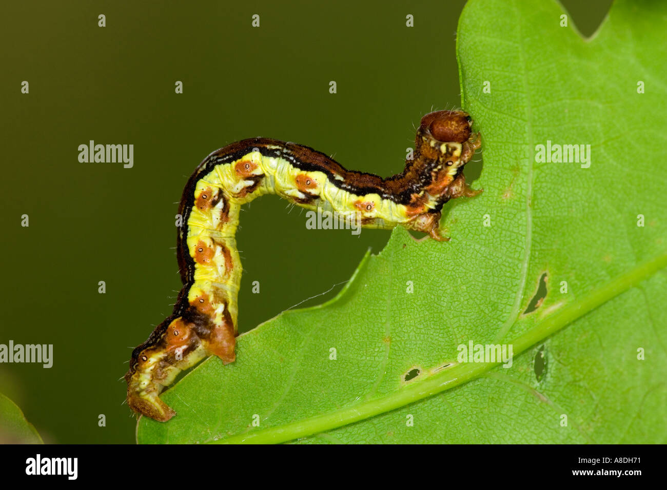 Mottled Umber Moth Erannis defoliaria Larvae feeding on oak leaf potton ...