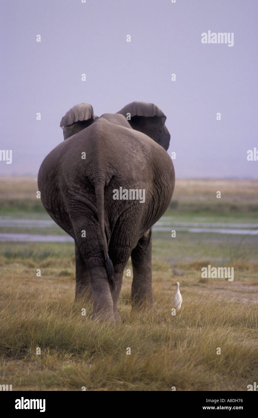 Pregnant female elephant seen from the rear Amboseli National Park ...