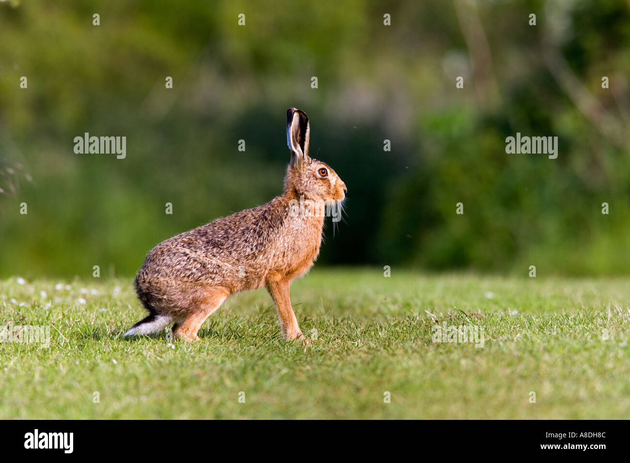 Hare ears grass hi-res stock photography and images - Alamy