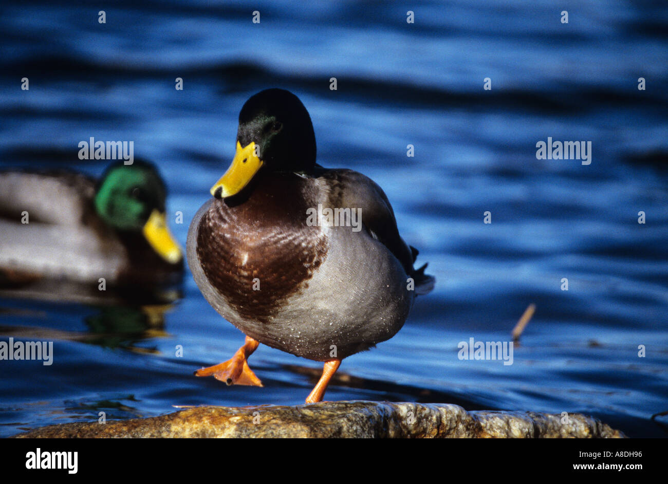 Mallard Duck Walking Stock Photo - Alamy