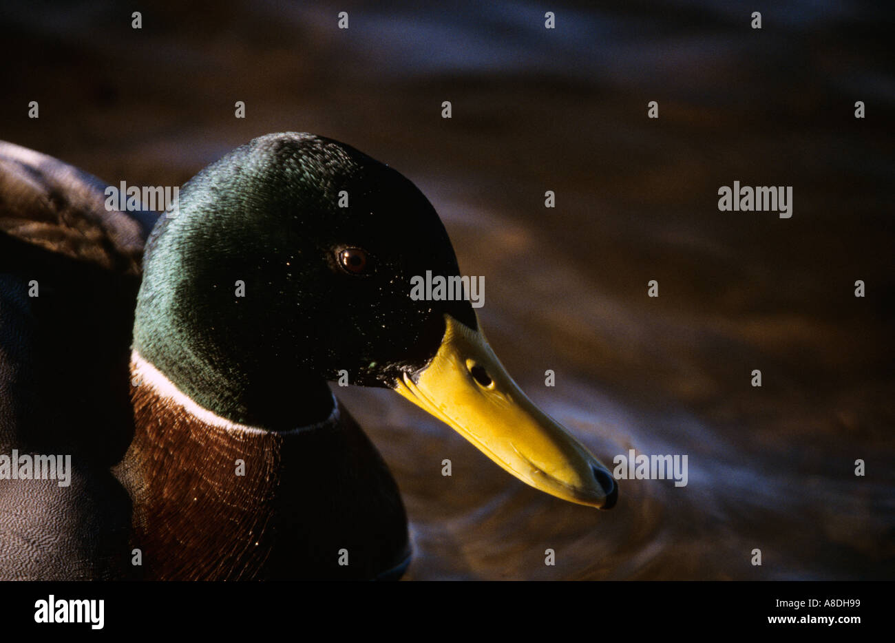 Mallard Duck Head Stock Photo - Alamy