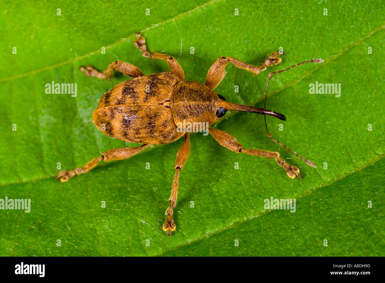 Nut Weevil curculio nucum on leaf view from above potton bedfordshire ...