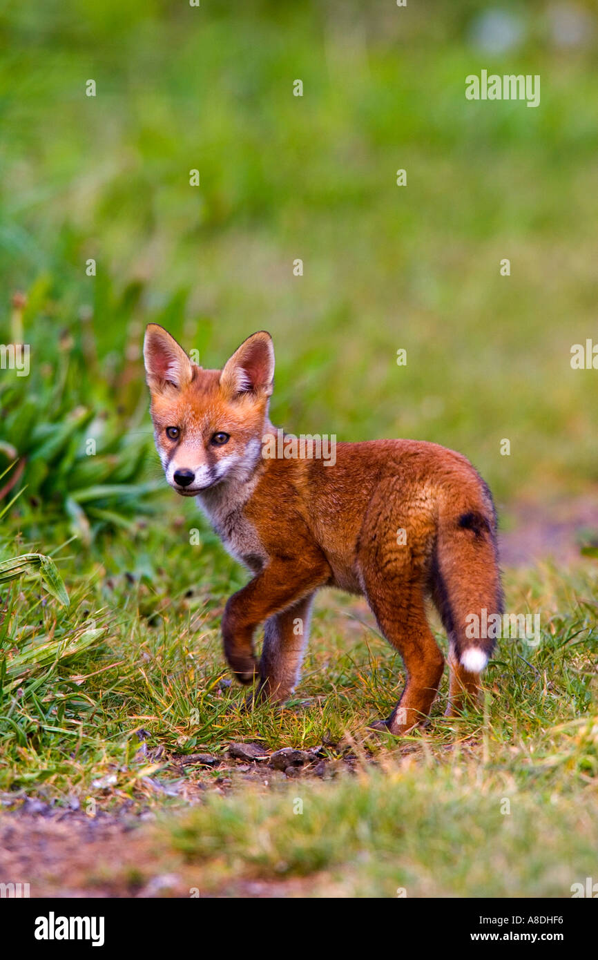 Red Fox Vulpes vulpes Cub looking back with front paw up potton ...