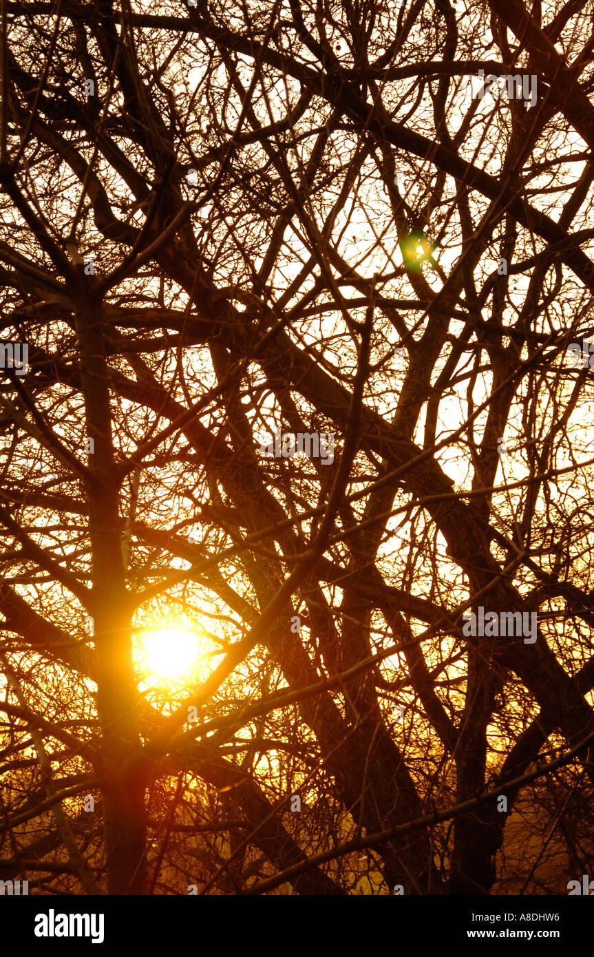 Sun Through Trees Stock Photo - Alamy