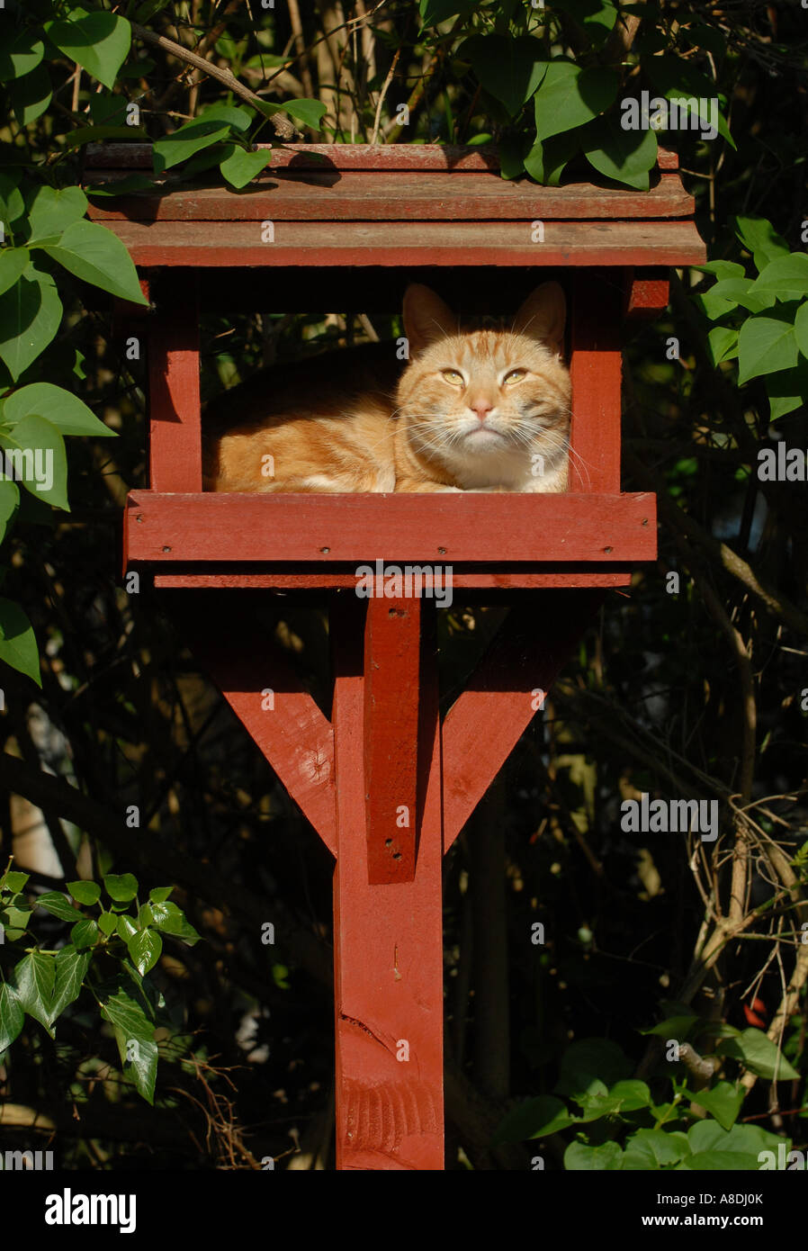 Cat on a bird table hi-res stock photography and images - Alamy
