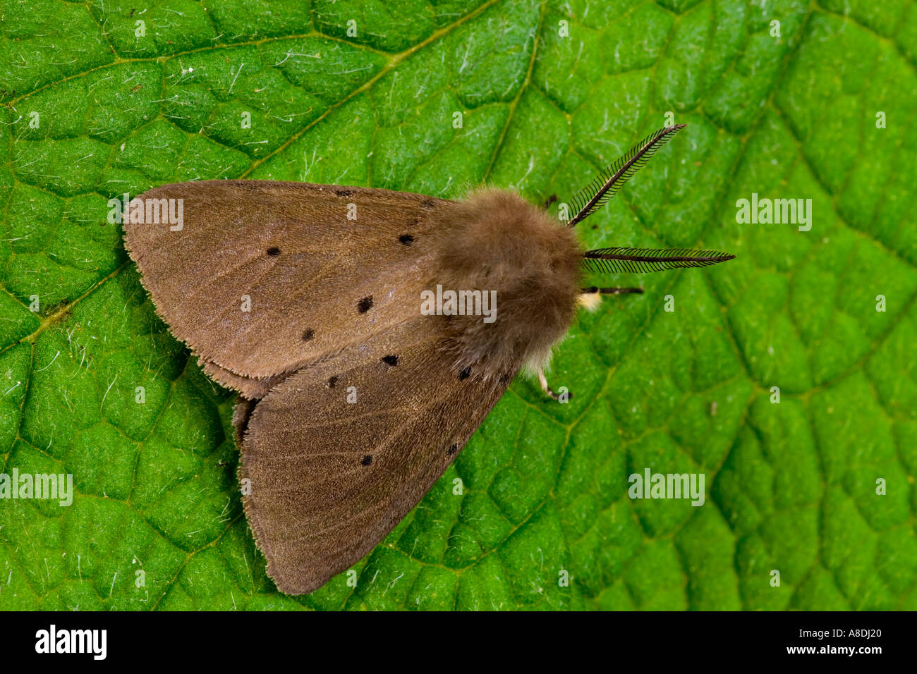 Muslin moth hi-res stock photography and images - Alamy