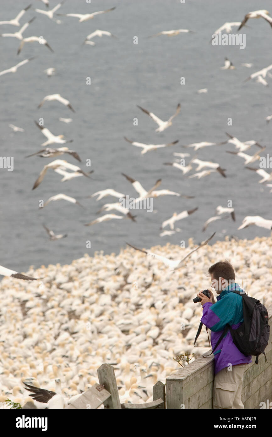 Bonaventure island bird sanctuary hi-res stock photography and images ...