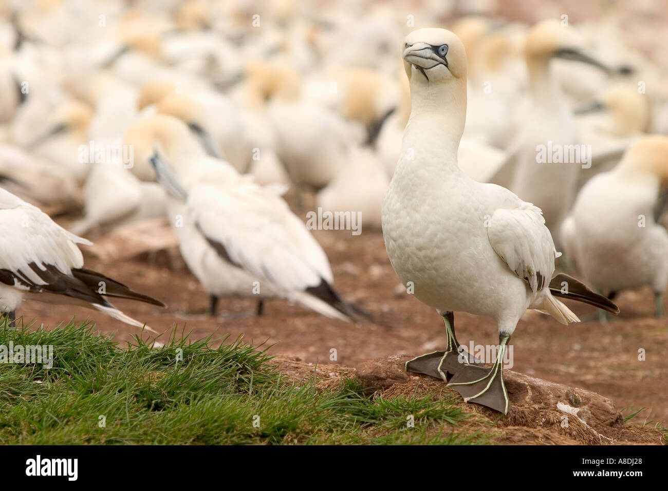 Gannet colony on bonaventure island hi-res stock photography and images ...