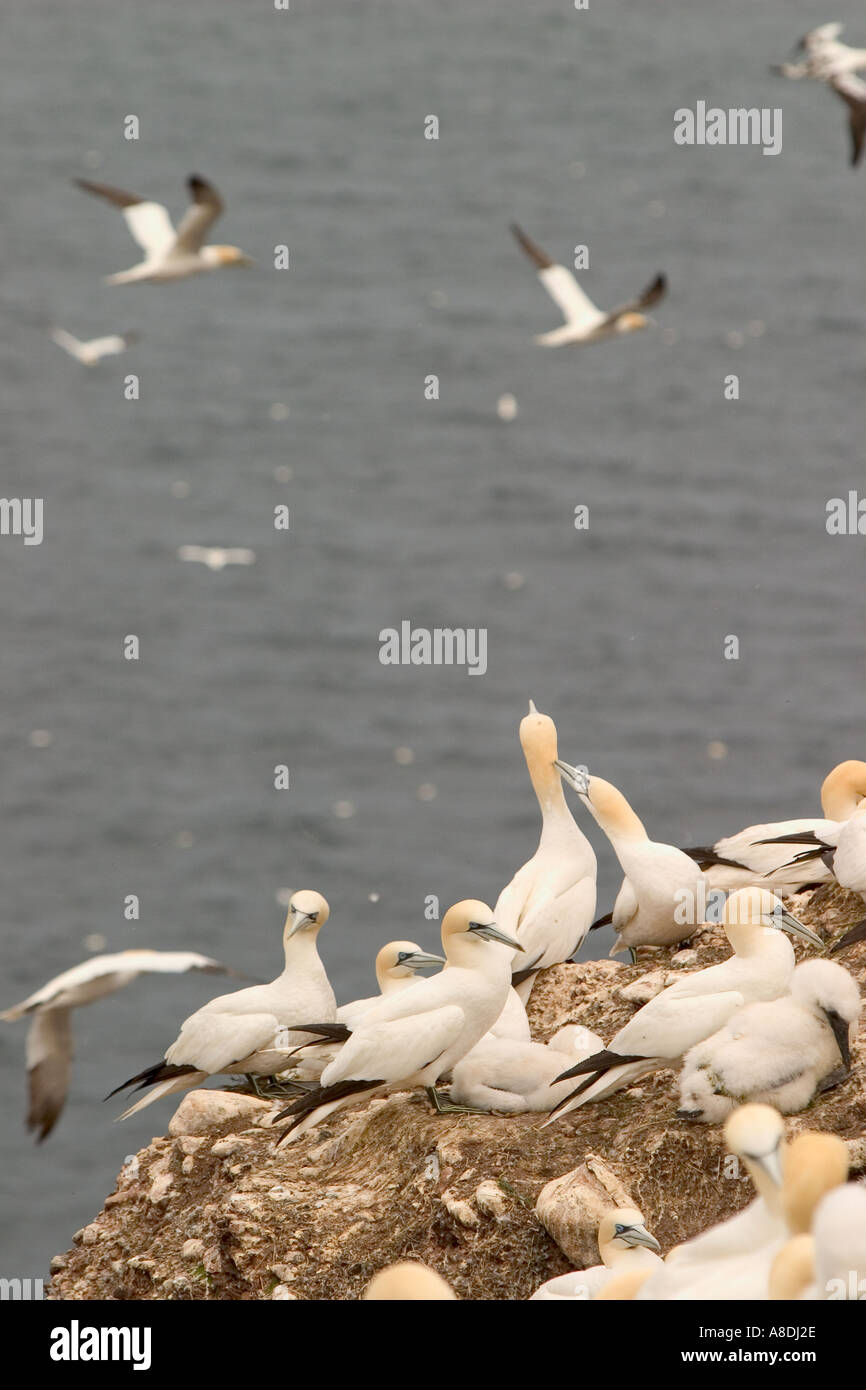 Bonaventure island bird sanctuary hi-res stock photography and images ...