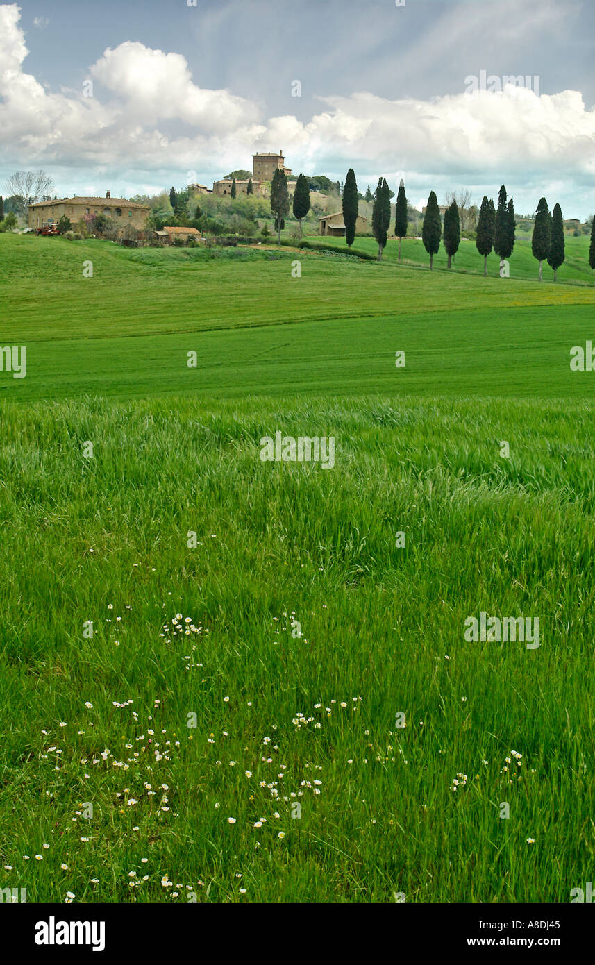 Typical Tuscan landscape with castle tower farm house olive grove blue ...