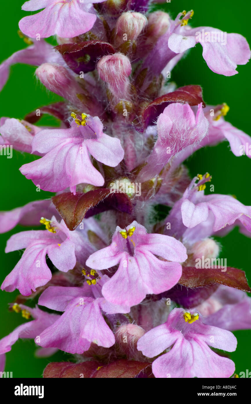 Bugle flowers hi-res stock photography and images - Alamy