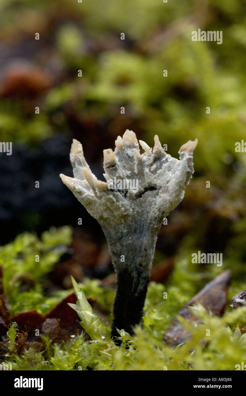Stags horn hi-res stock photography and images - Alamy