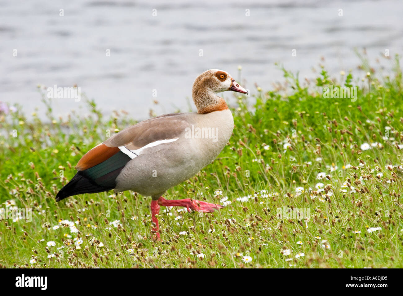 The Egyptian goose step Stock Photo - Alamy