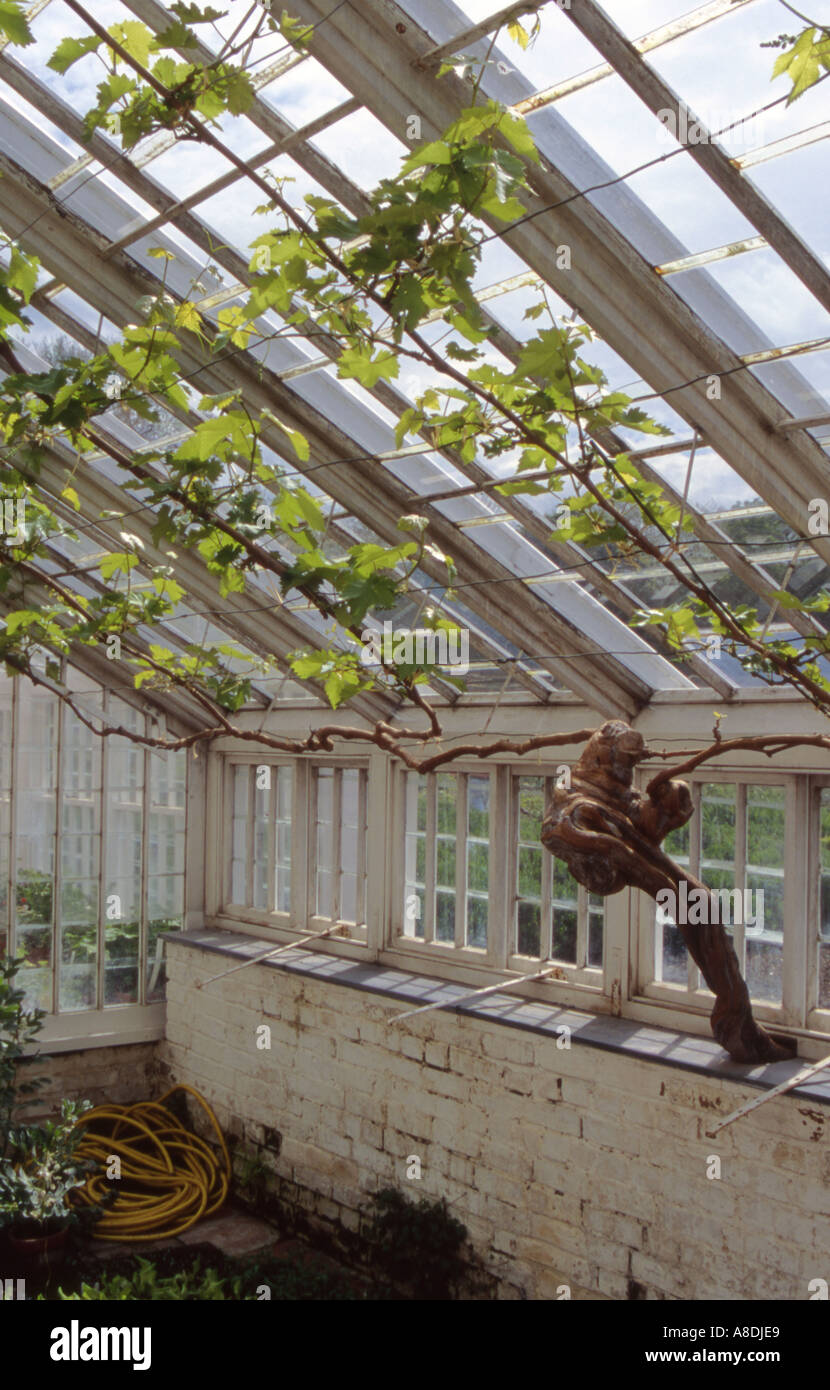 Victorian vinery hi-res stock photography and images - Alamy