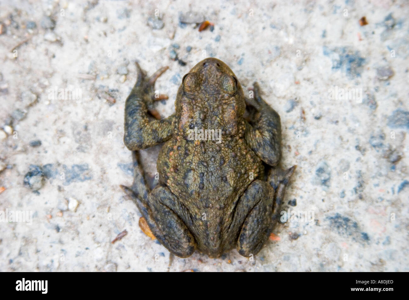 Common toad resting in the middle of a road Stock Photo - Alamy
