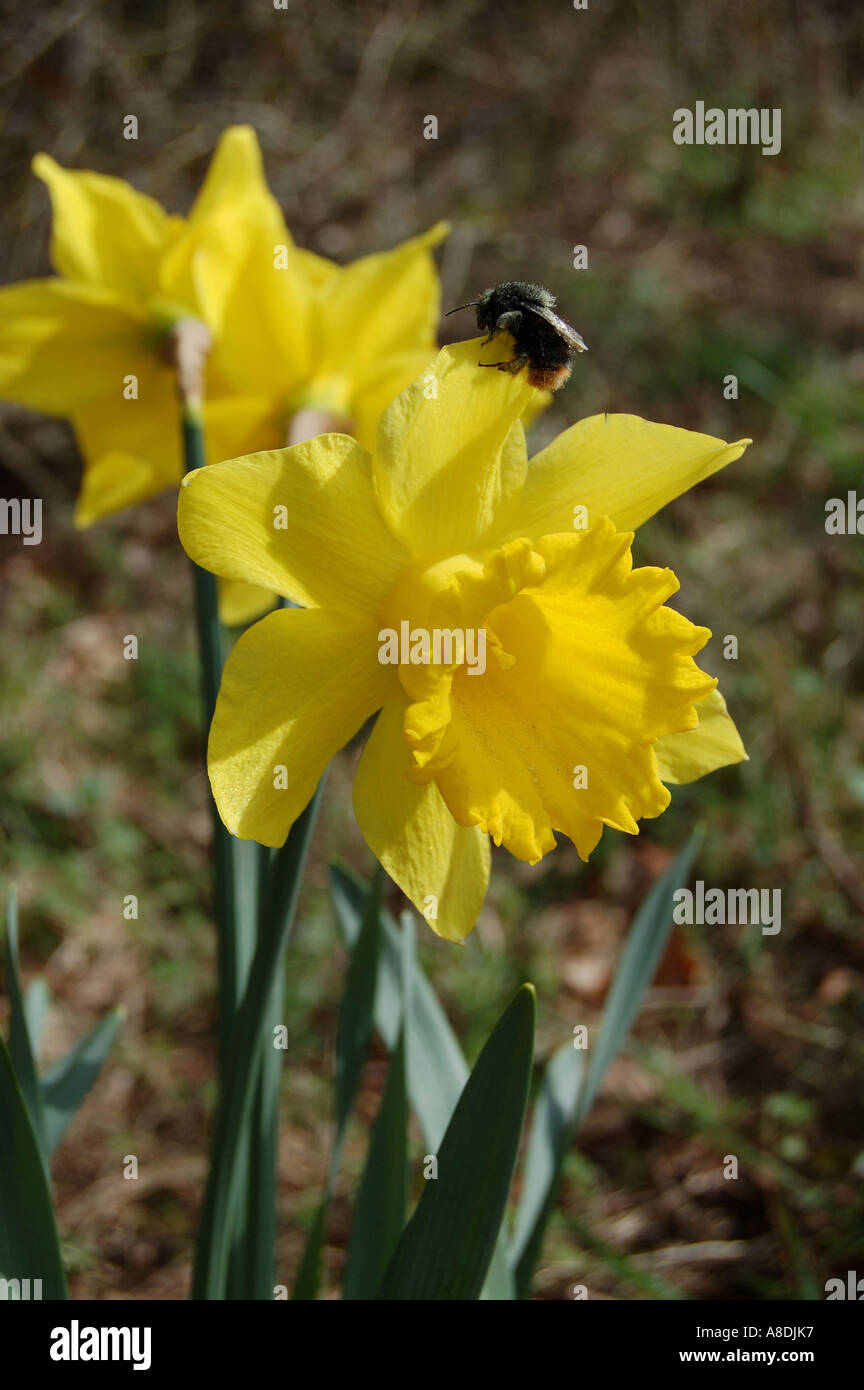 Bumblebee daffodil bee hi-res stock photography and images - Alamy