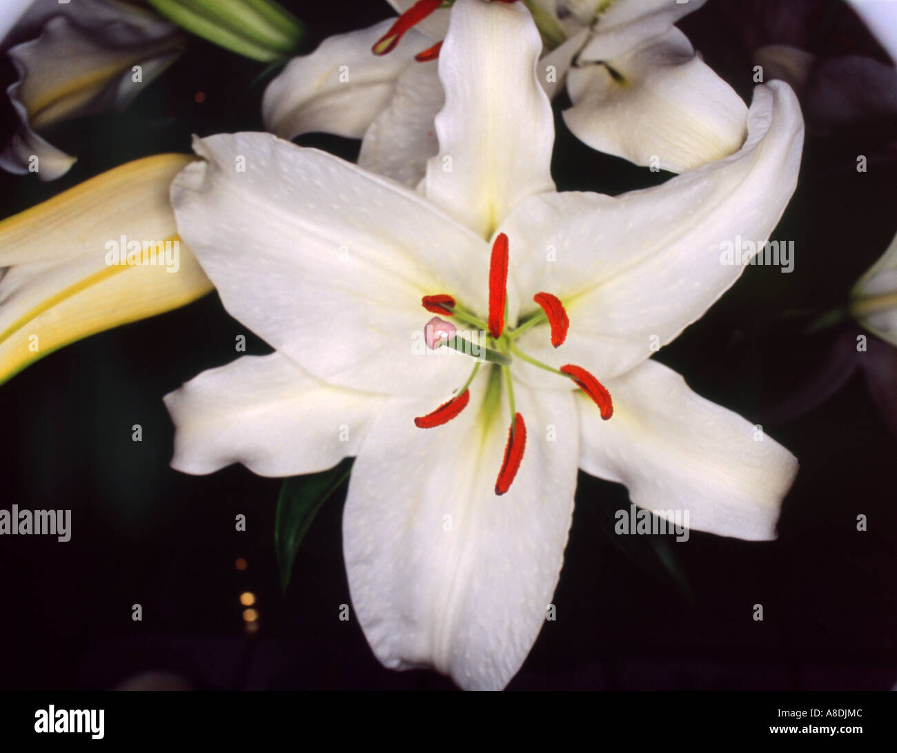 Pistil lily lilium longiflorum hi-res stock photography and images - Alamy