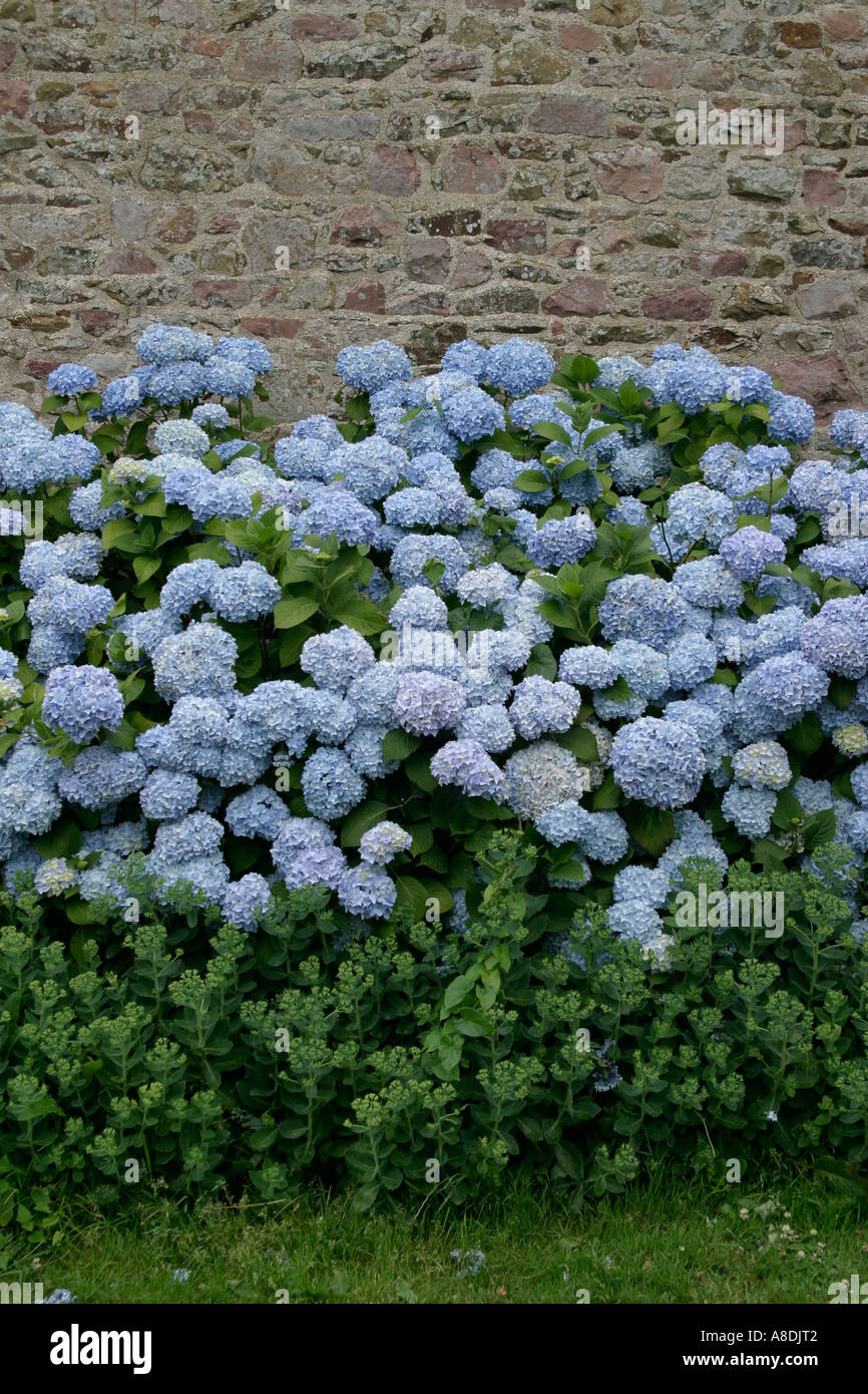 Hydrangea macrophylla with blue colour Stock Photo - Alamy