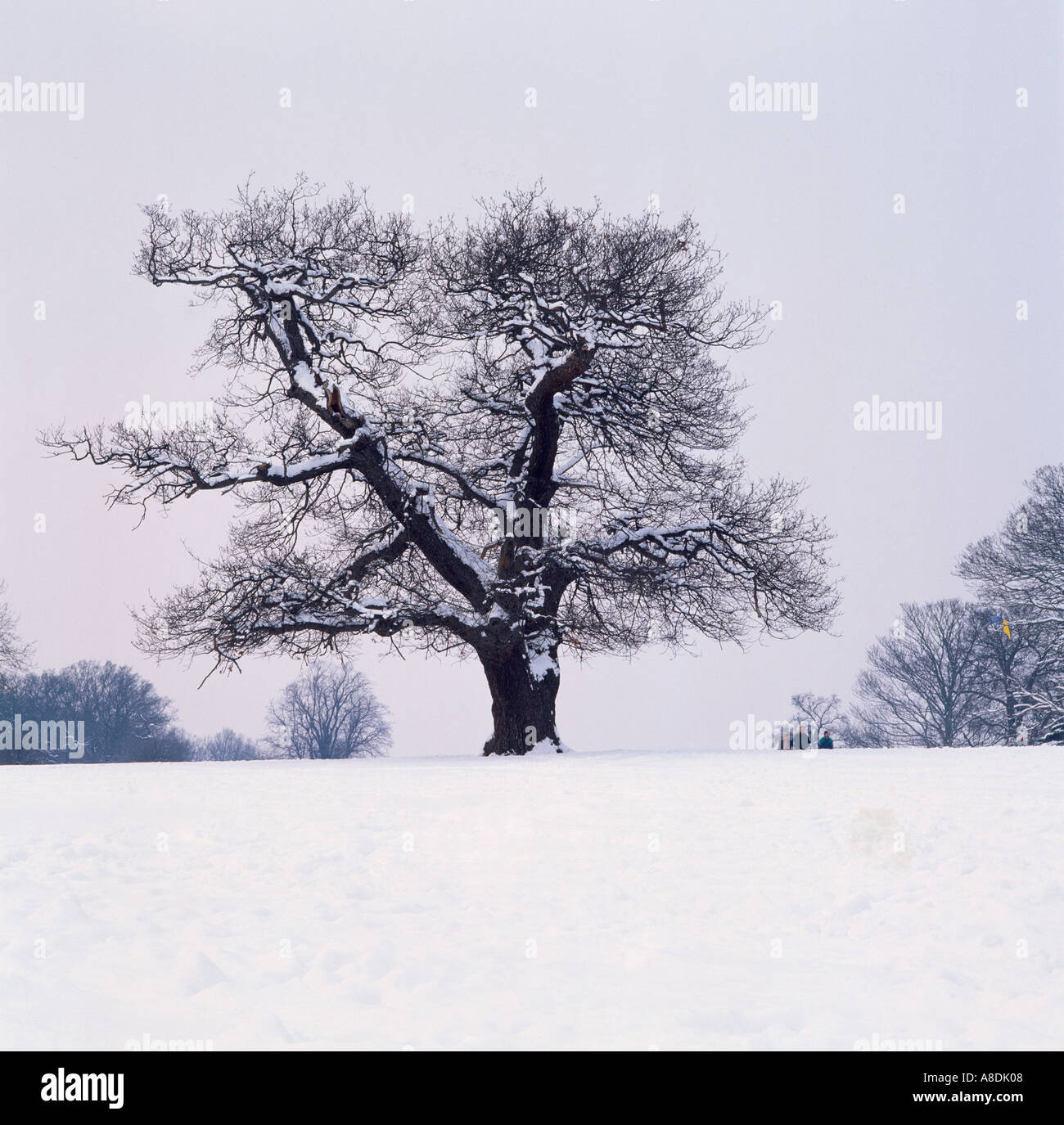 Richmond Park Oak tree Surrey U K Europe Stock Photo - Alamy