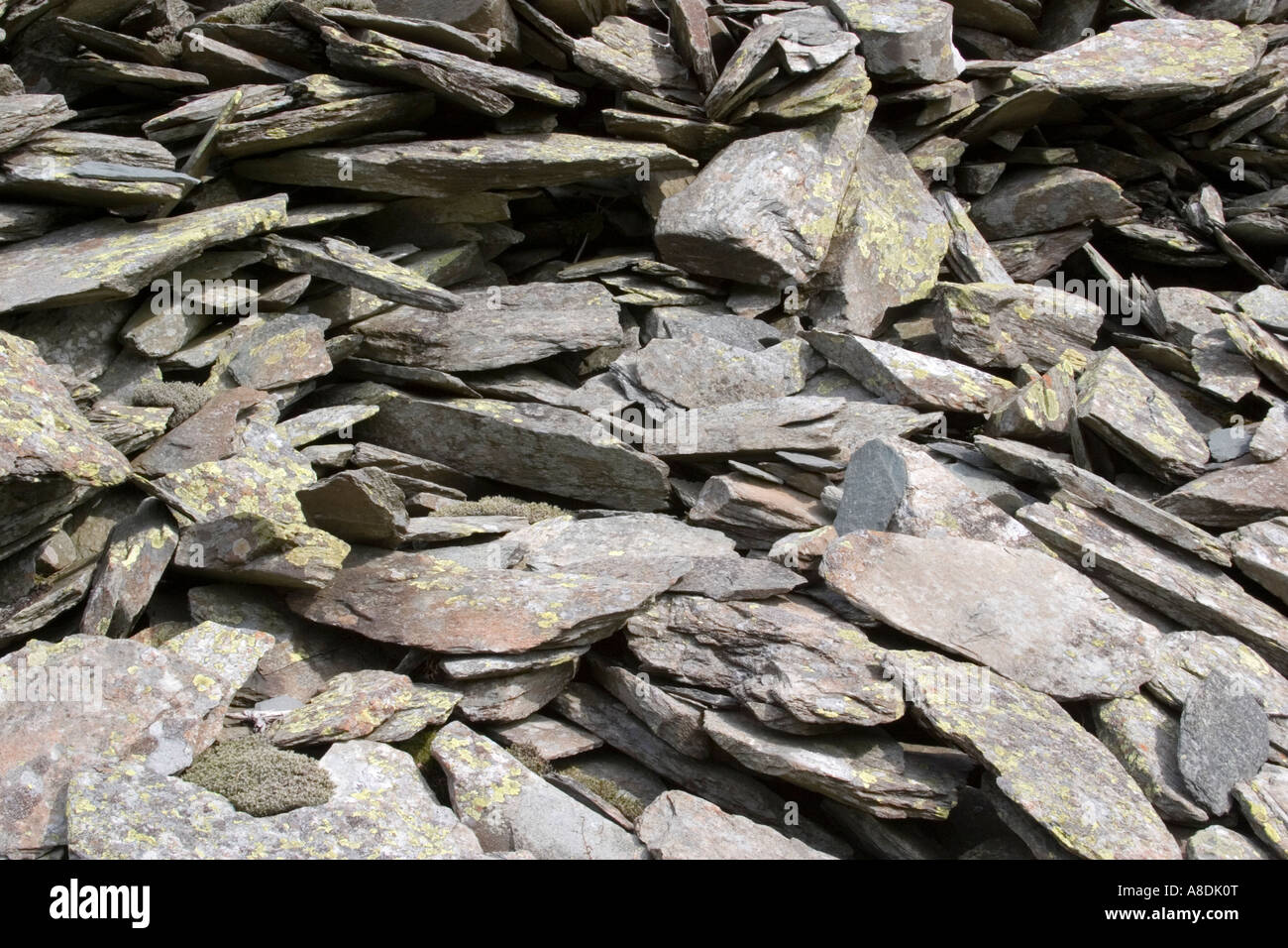 Slate on Castle Crag Borrowdale The Lake District Cumbria England April ...