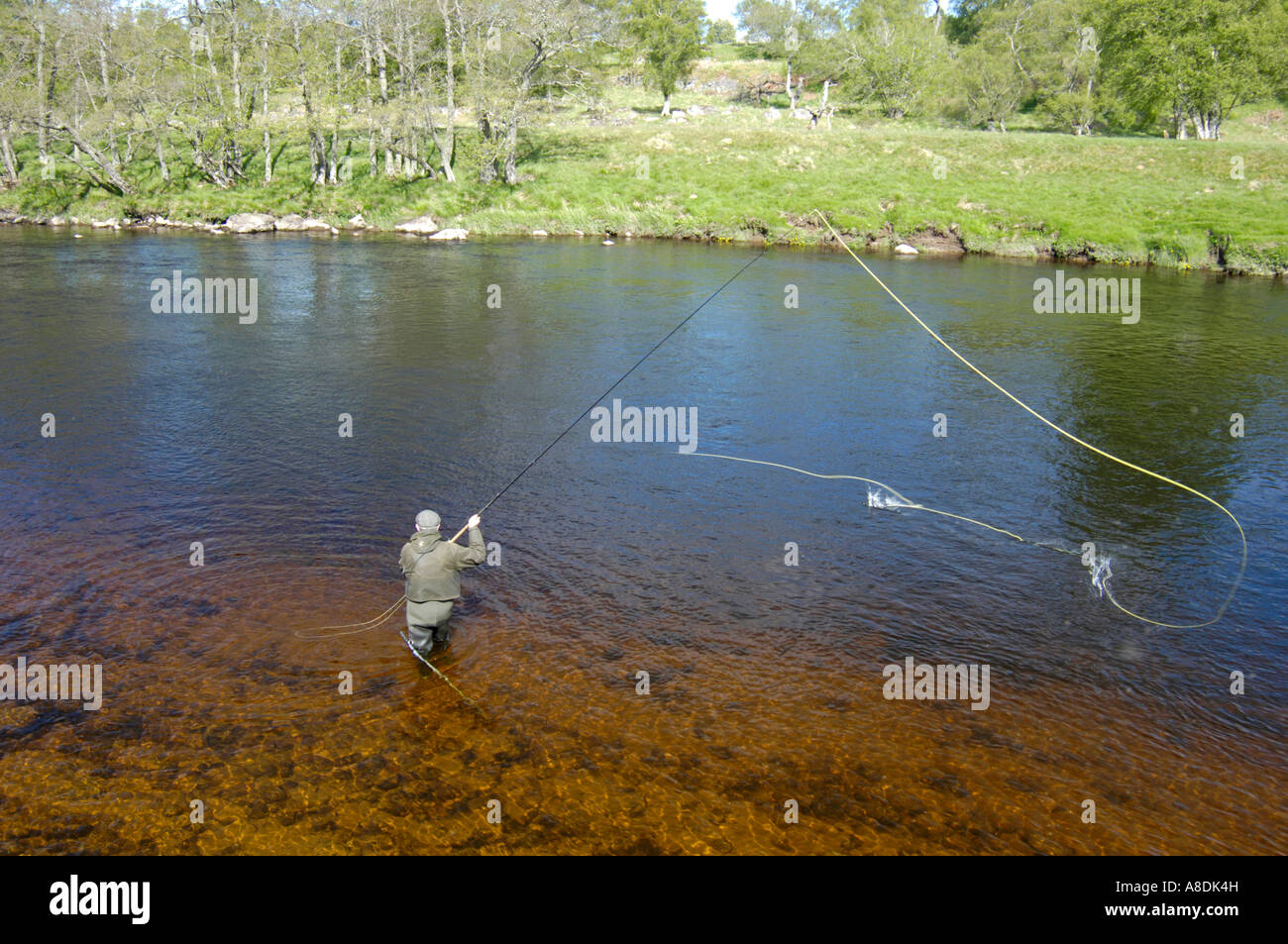 Salmon Fishing on the famous River Spey at Grantown on Spey Morayshire ...