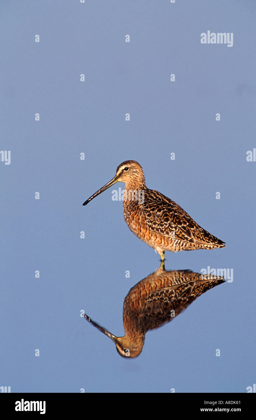 long billed Dowitcher Stock Photo - Alamy