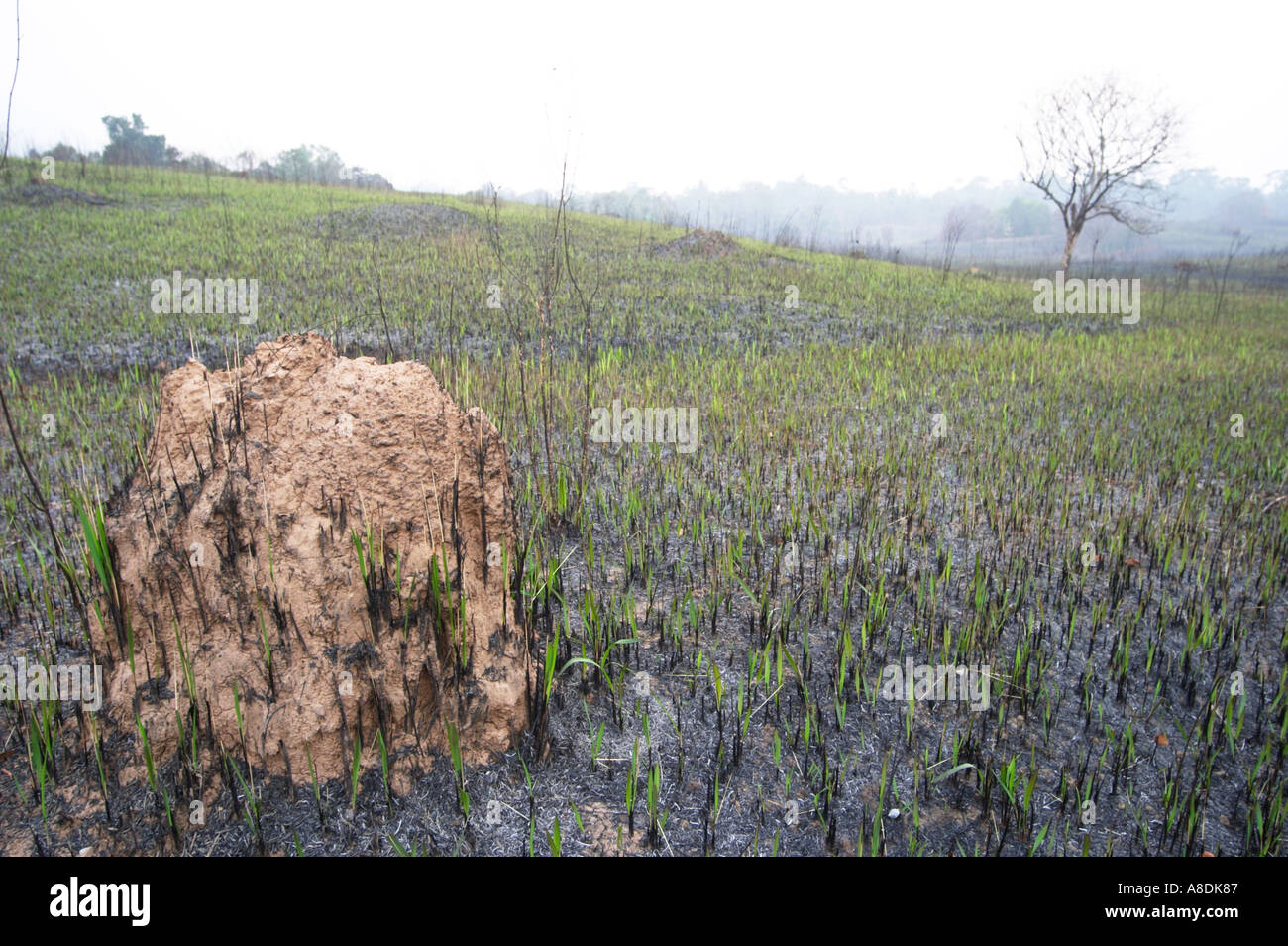 weird alien landscape with large lump of earth in Khao Yai National ...